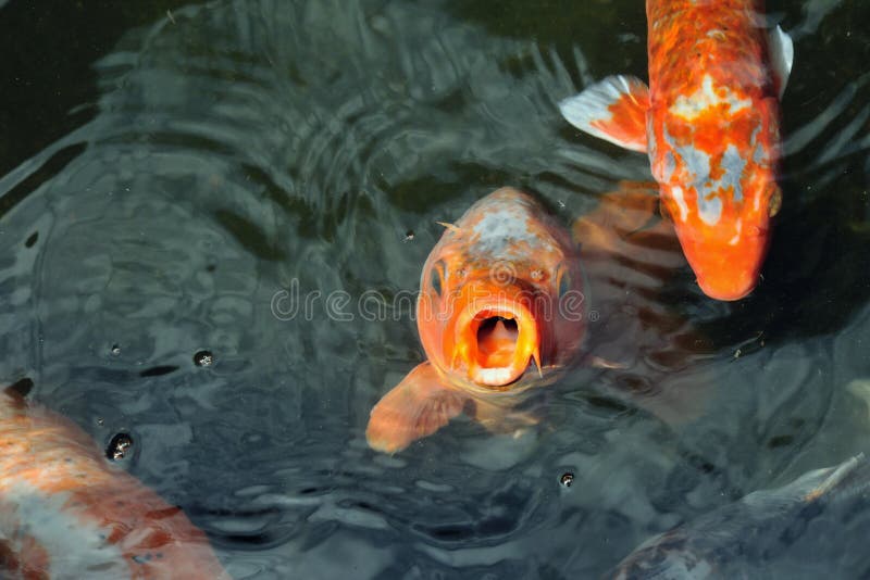 Hungry fish stock photo. Image of fish, mouth, lake, carp - 12756094