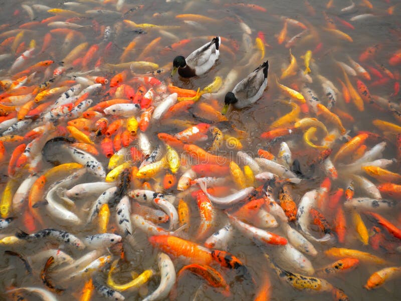 Hungry fish stock photo. Image of busy, swimming, animals - 24052132