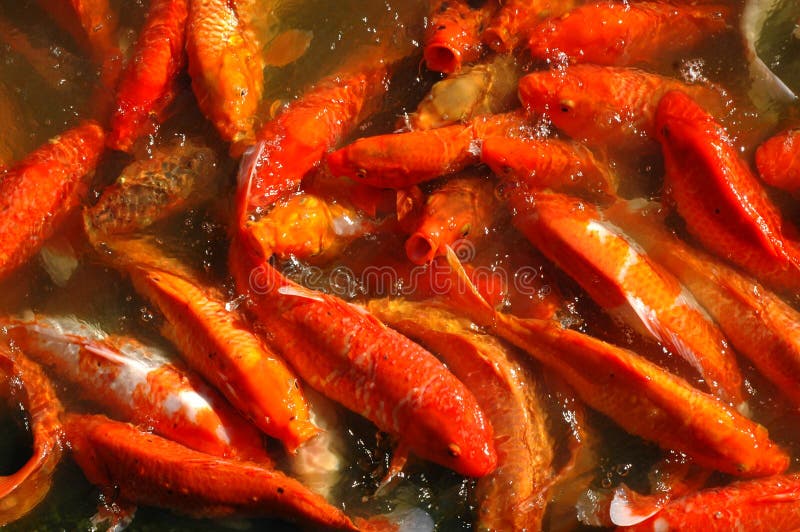 Hungry Fish stock image. Image of color, culture, frenzy - 26307905