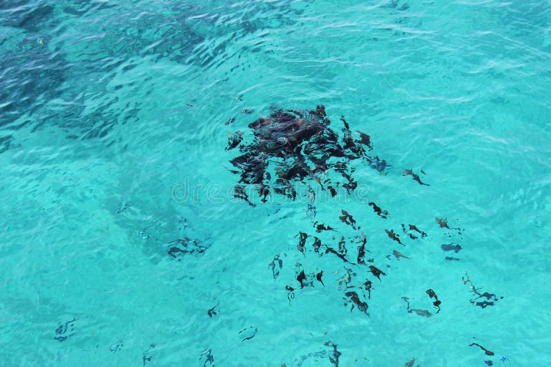 Hungry fish eating bread stock photo. Image of eating - 67519370