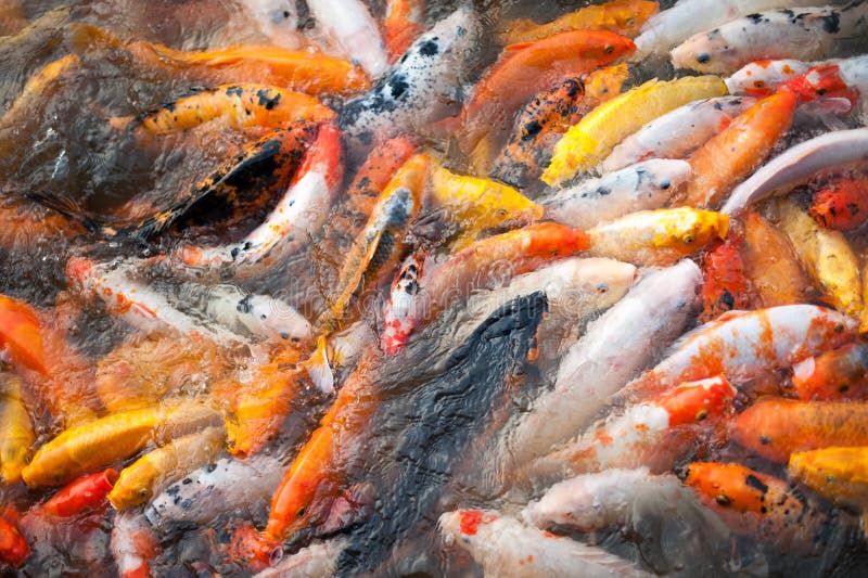 Hungry fishes stock image. Image of food, animal, multicolor - 35170325