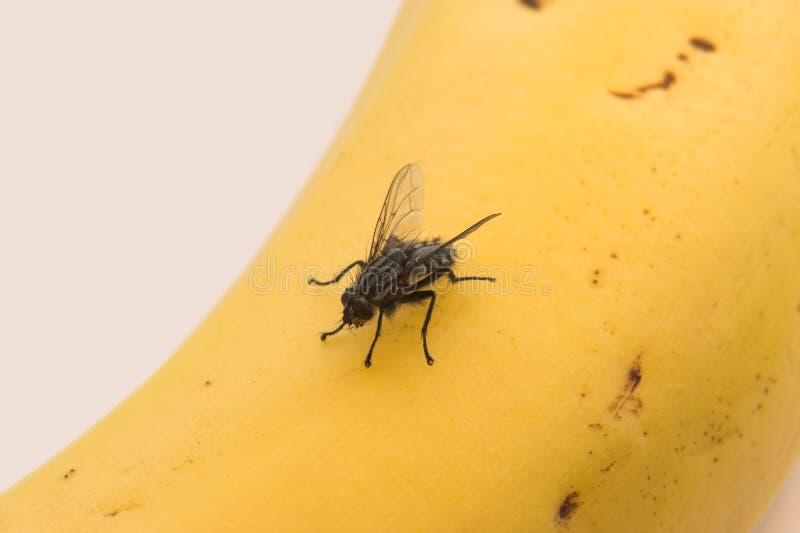 Hungry fly and banana stock photo. Image of hair, fauna - 1973706
