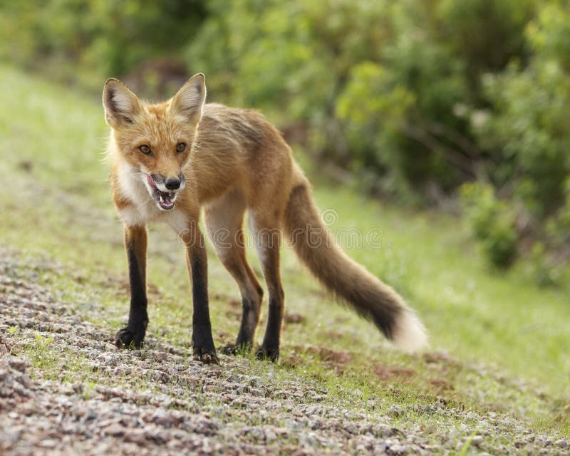 Hungry fox stock image. Image of teeth, curious, wild - 15538737