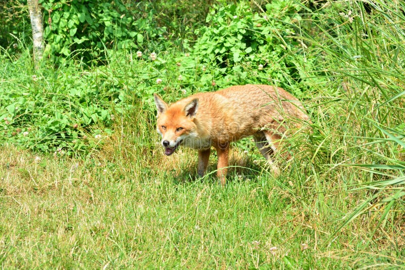 A hungry fox stock photo. Image of foxes, mammal, hungry - 32087020