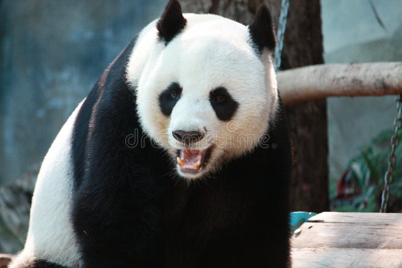 Hungry giant panda bear stock image. Image of orient - 57989801