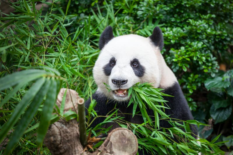 Hungry Giant Panda Bear Eating Bamboo Stock Photo - Image of special ...