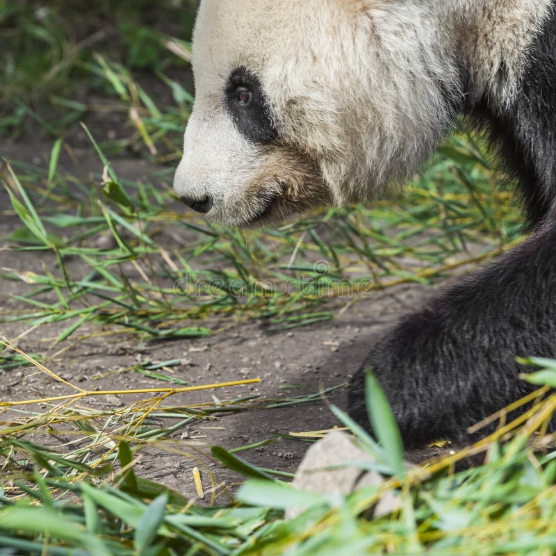 Hungry Giant Panda Bear Eating Bamboo Stock Photo - Image of panda ...