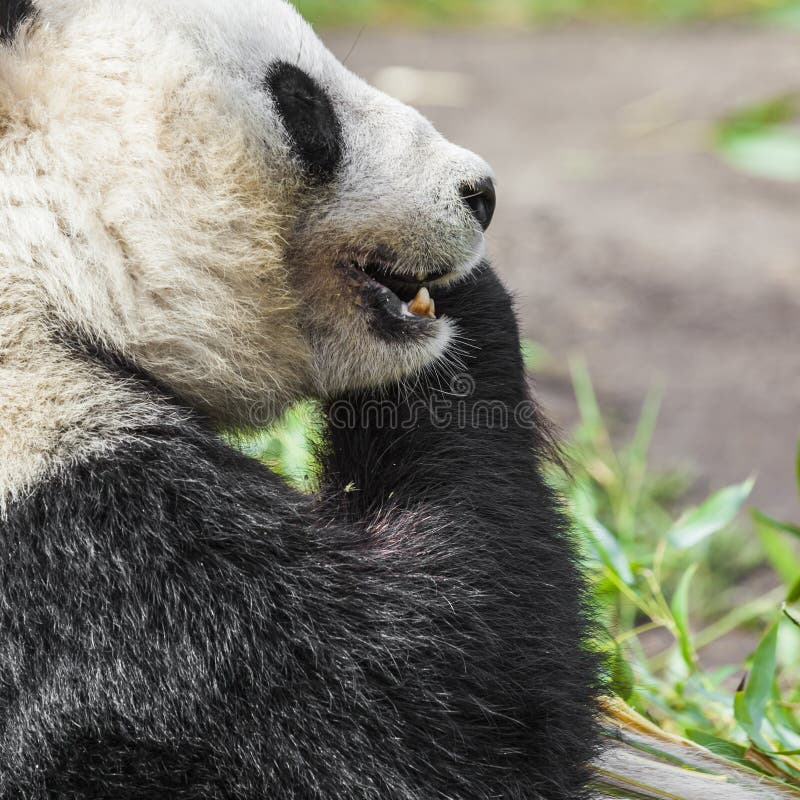 Hungry Giant Panda Bear Eating Bamboo Stock Image - Image of chengdu ...