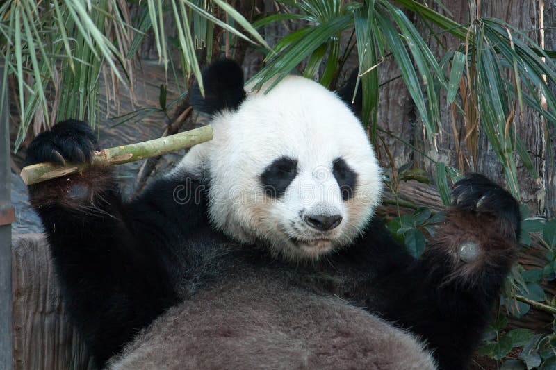 Hungry Giant Panda Bear Eating Stock Photo - Image of wild, nature ...