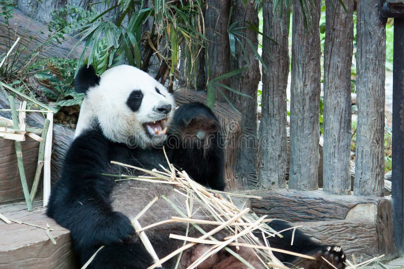 Hungry Giant Panda Bear Eating Stock Image - Image of grass, giant ...