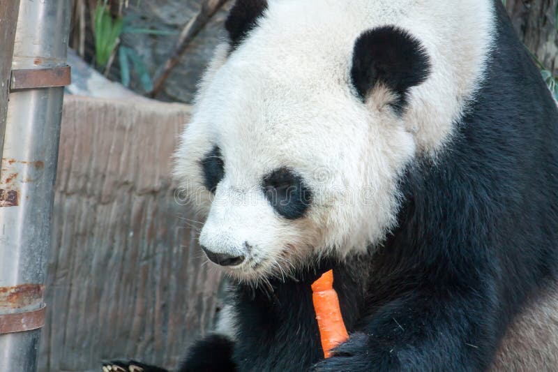 Hungry Giant Panda Bear Eating Stock Photo - Image of tourist, nature ...