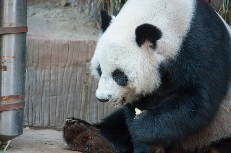 Hungry Giant Panda Bear Eating Stock Photo - Image of tourism, cute ...