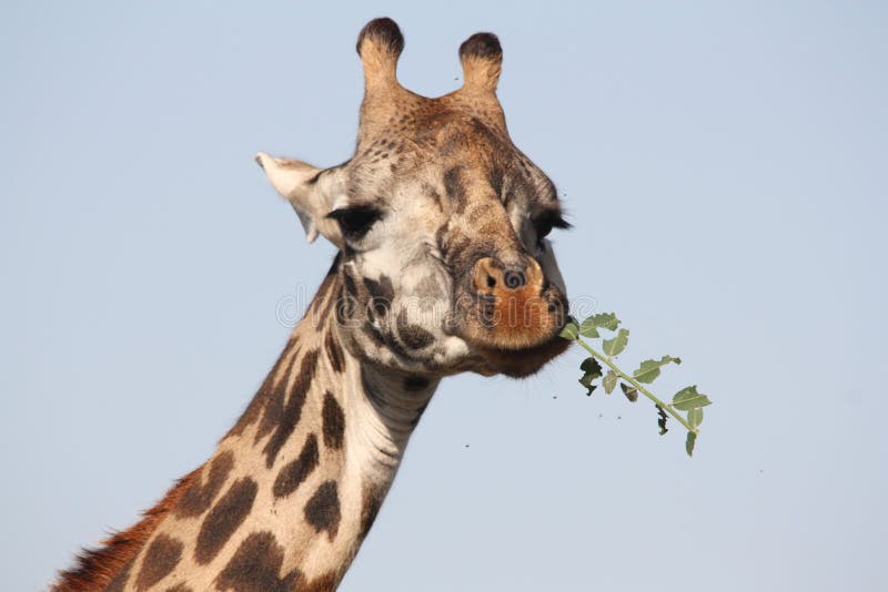 Hungry Giraffe Profile with Carrot Stock Image - Image of straight ...