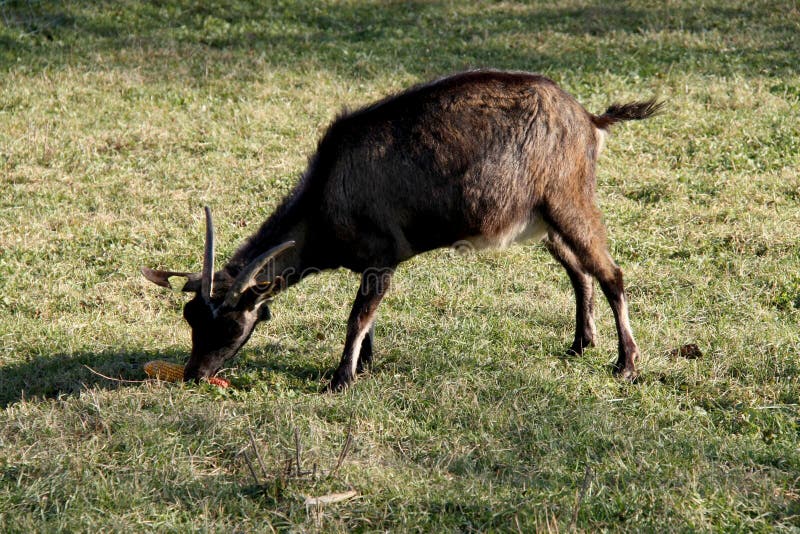 Hungry Goat Eating Bread from Hand. Animal Feeding on the Farm, Feeding ...