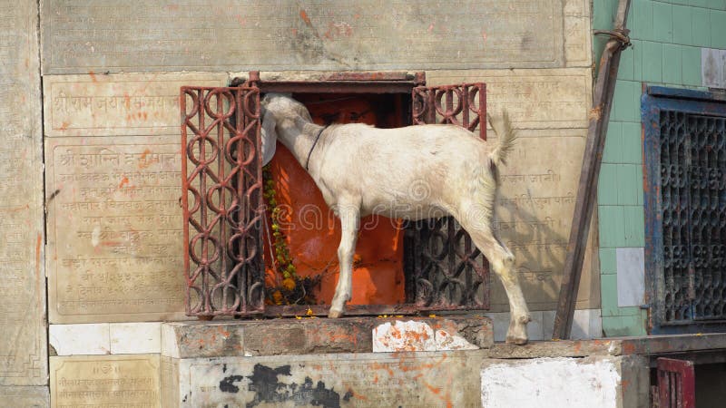 A Goat Eating Something India Temple Image Stock Image - Image of blue ...