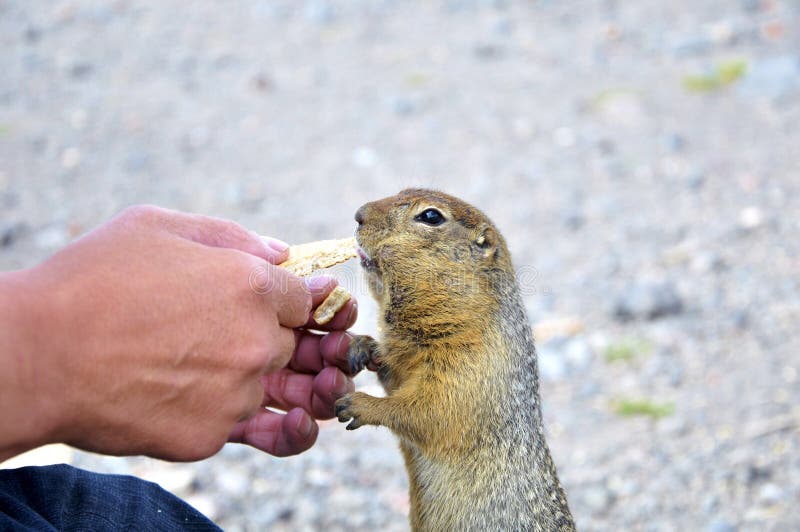 Hungry gopher stock photo. Image of national, cute, critter - 16292942