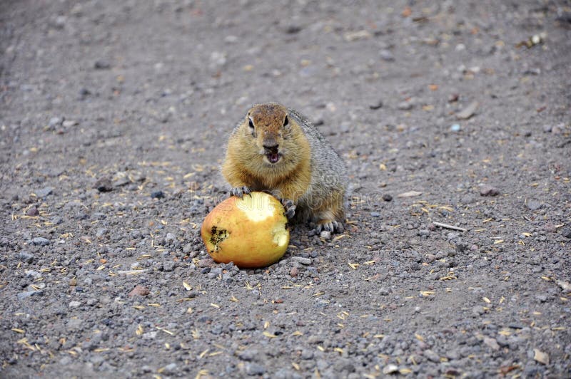 Hungry Gopher with an Apple Stock Photo - Image of nature, russia: 16292858