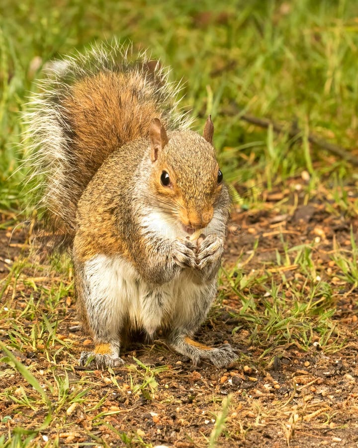 Grey Squirrel Sitting On The Ground Stock Image - Image of animal ...