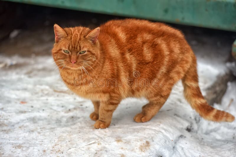 Homeless Ginger Cat Outdoors in the Snow in Winter Stock Image - Image ...