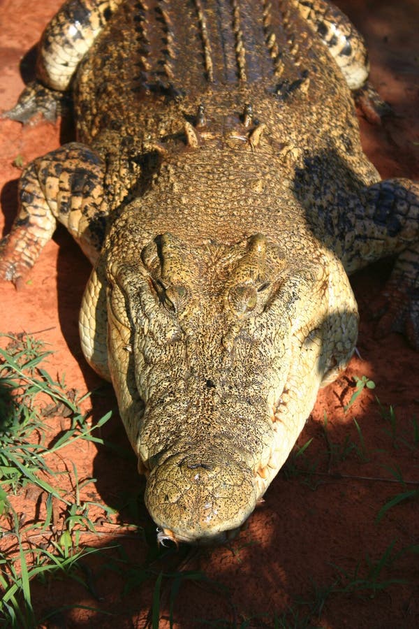 Hungry huge crocodile stock photo. Image of contrast, plunderer - 4737620