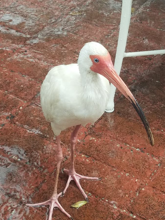 Hungry bird stock image. Image of hummingbird, leaves - 36105473