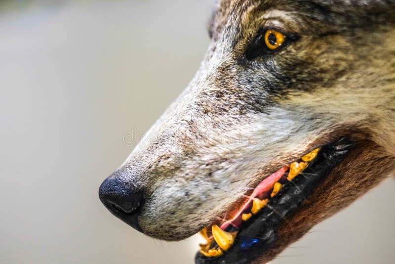 Hungry Wolf stock photo. Image of gray, autumn, watching - 11872238