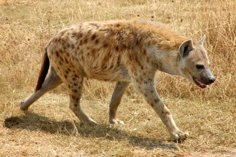 Hungry hyena stock photo. Image of africa, hyena, neck - 8718862