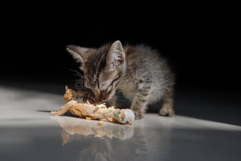 Hungry Kitten Eating Chicken in Dramatic Lighting Stock Image - Image ...