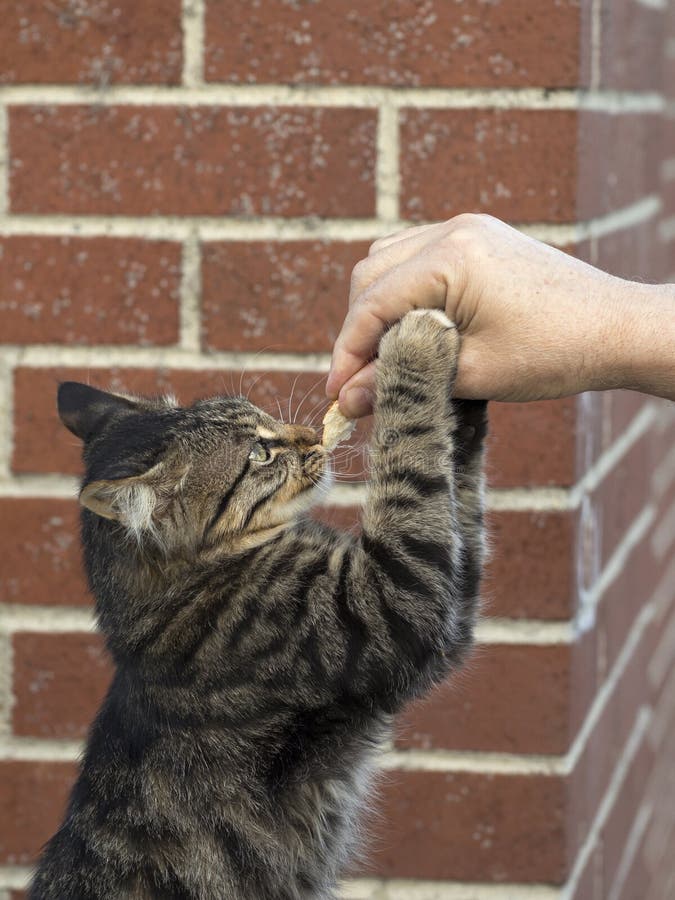 Hungry Kitten stock image. Image of cute, green, whisker - 34102829