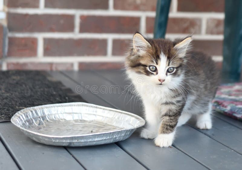 Hungry kitten stock photo. Image of begging, person, desire - 15595152