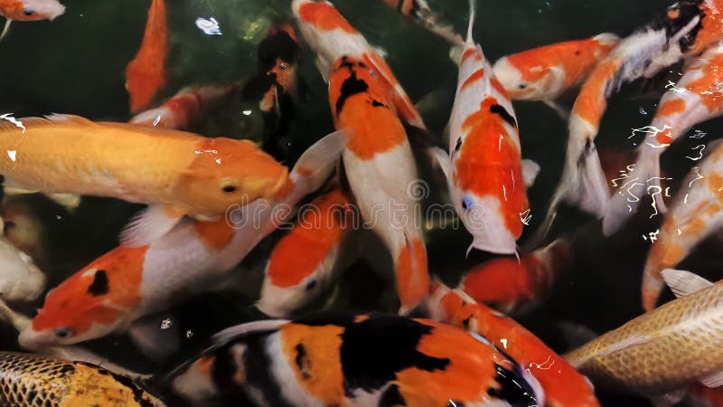 Hungry Koi Fish Looking at Master Stock Photo - Image of cuisine, meat ...