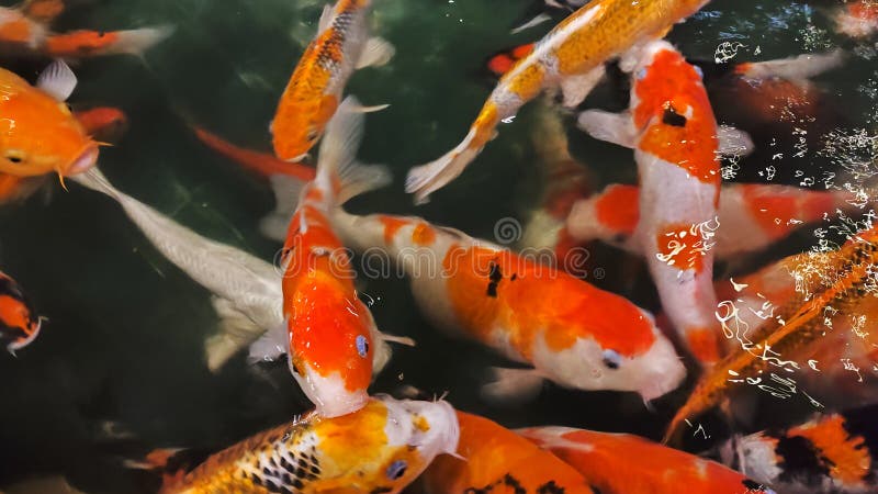 Hungry Koi Fish Looking at Master Stock Image - Image of food, dish ...