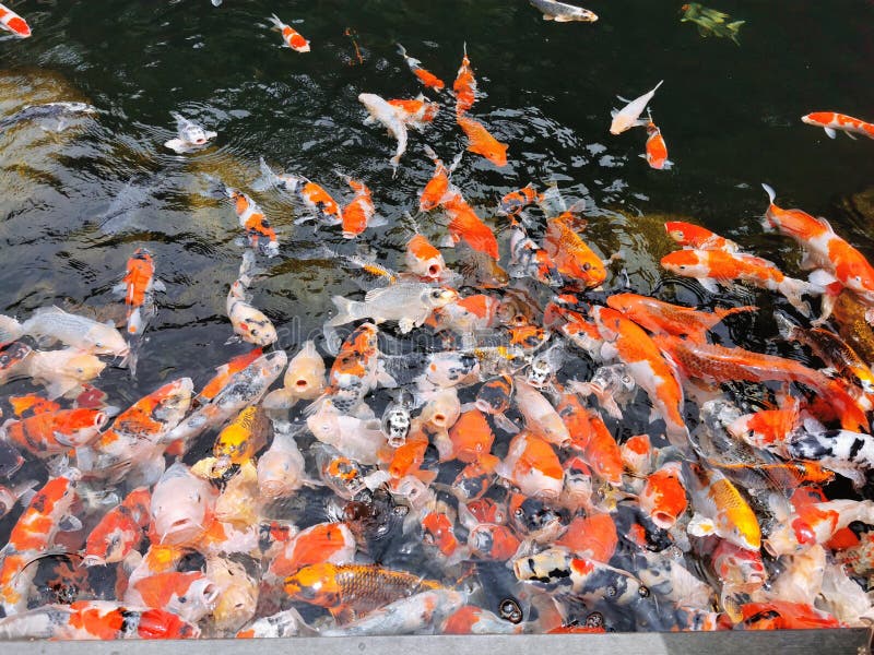 Hungry Koi fish at pond stock photo. Image of hukoi - 264477720