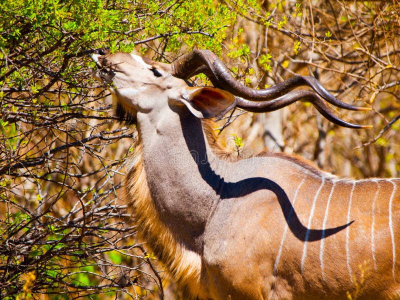 Kudu antelope stock photo. Image of kudu, horn, national - 36277258