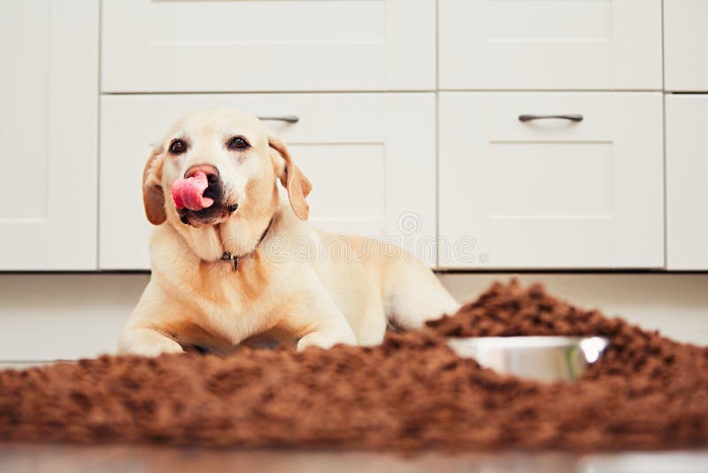 Hungry labrador retriever stock photo. Image of floor - 74864560
