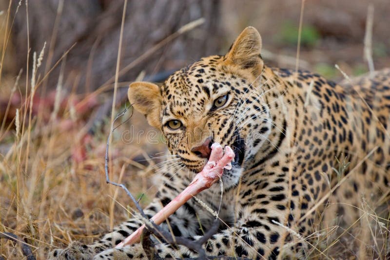 Hungry leopard stock photo. Image of kill, wildlife, aggressive - 21042046