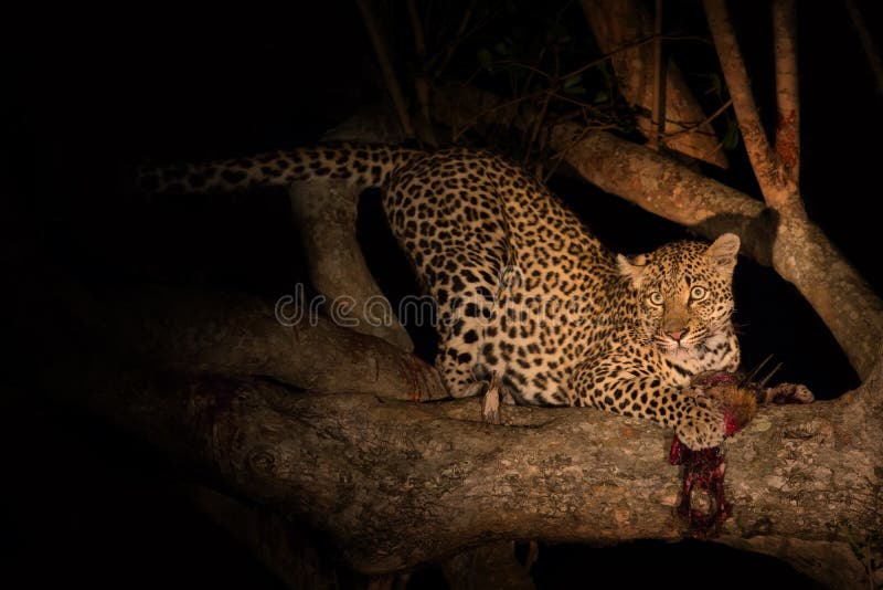 Hungry Leopard Eat Dead Prey in Tree at Night Stock Photo - Image of ...