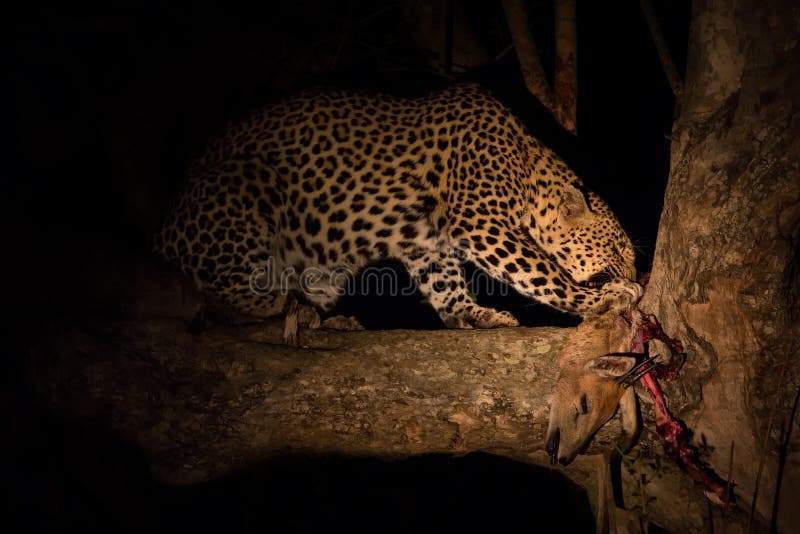 Hungry Leopard Eat Dead Prey in Tree at Night Stock Image - Image of ...