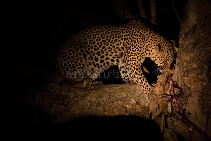 Hungry Leopard Eat Dead Prey in Tree at Night Stock Image - Image of ...