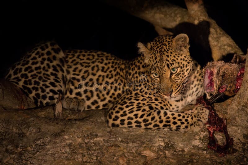 Hungry Leopard Eat Dead Prey in Tree at Night Stock Photo - Image of ...