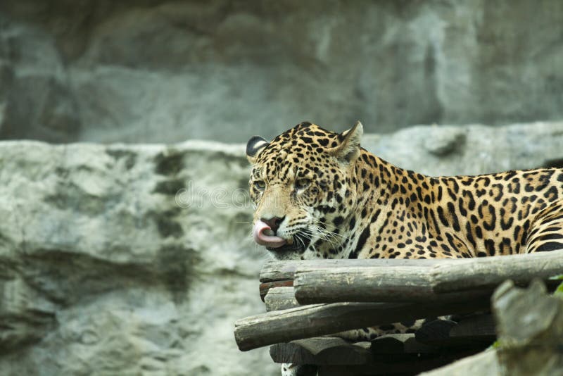 Hungry Leopard Slug stock photo. Image of invertebrate - 40814726