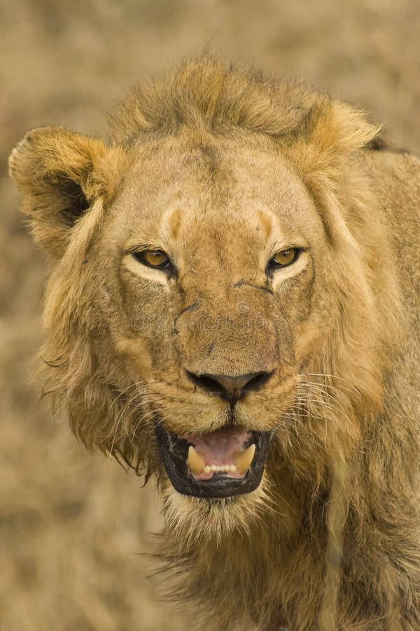 Hungry Lion stock photo. Image of south, break, kruger - 14121768