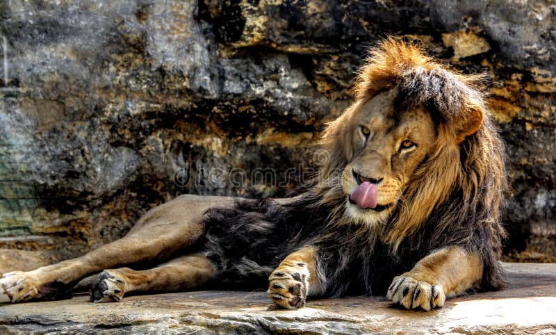 1,484 Hungry Lion Stock Photos - Free & Royalty-Free Stock Photos from ...