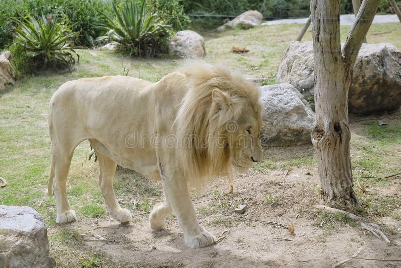 Hungry lion stock image. Image of hungry, thin, male - 82608995