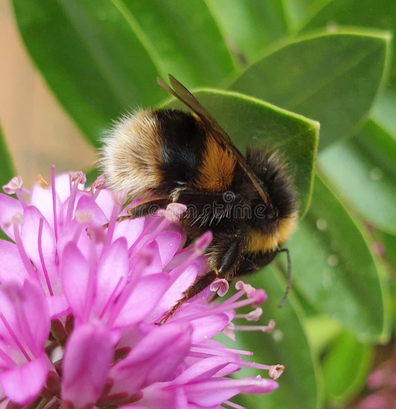 Hungry Little Bees Tucks into Sweet Nectar Stock Photo - Image of ...
