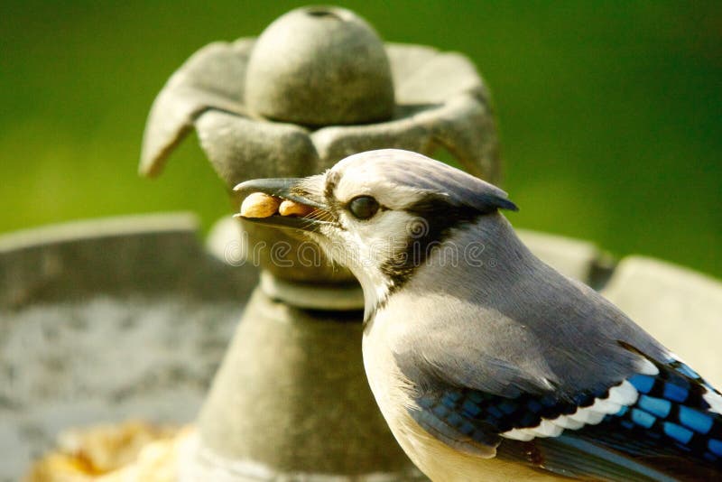 Hungry little blue jay stock image. Image of stuffing - 53115351
