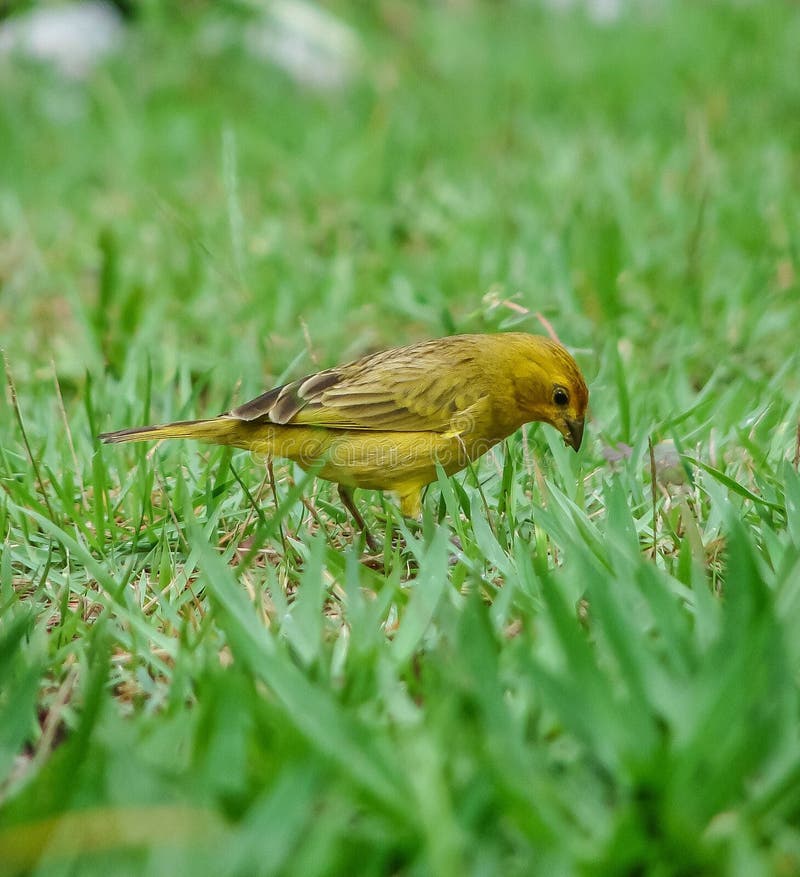 Little Parakeet Looking for Food in the Grass Stock Photo - Image of ...