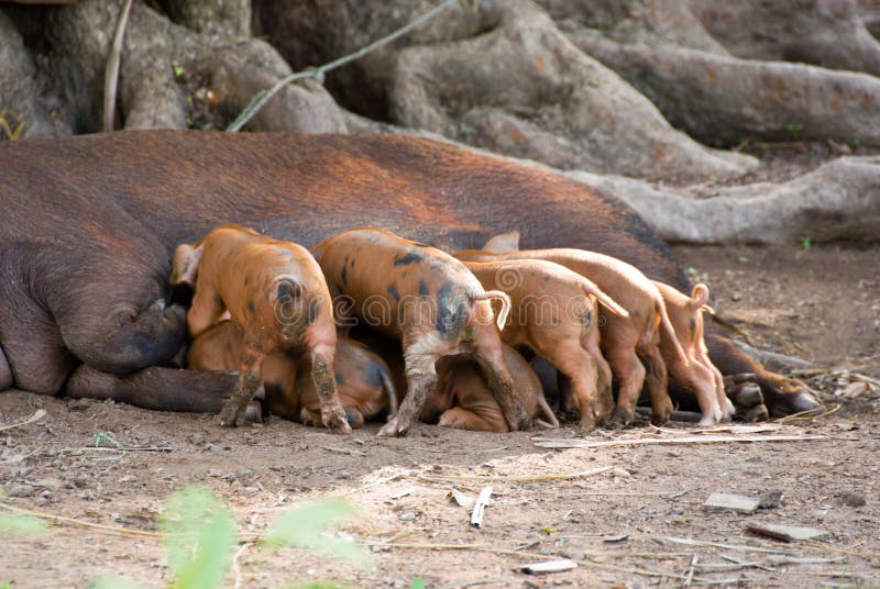 Hungry little pigs stock image. Image of next, hungry - 4450287