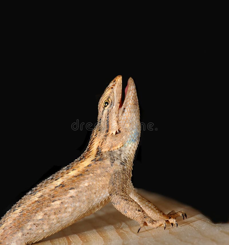 Hungry Lizard stock image. Image of blend, reaching, isolated - 4892371