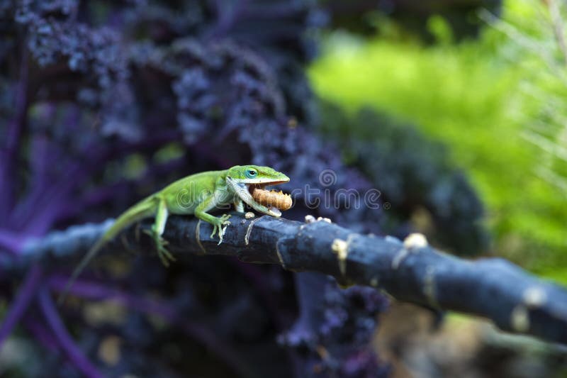 Hungry Lizard stock image. Image of grub, branch, crawler - 34503113